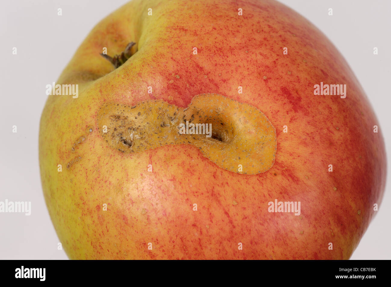 Residual damage of apple capsid (Plesiocoris rugicollis) feeding on a ...