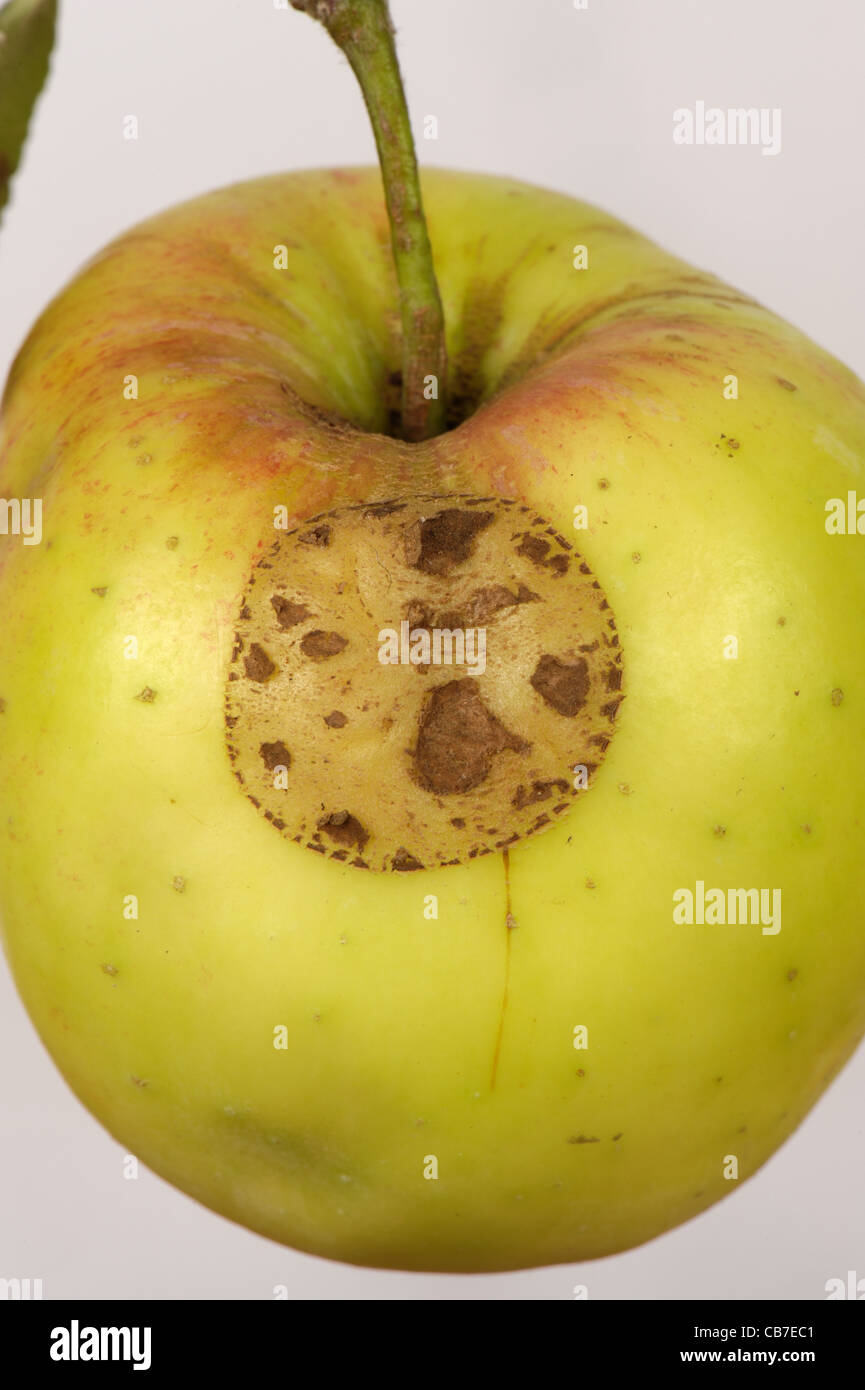 Residual damage of apple capsid (Plesiocoris rugicollis) feeding on a ...
