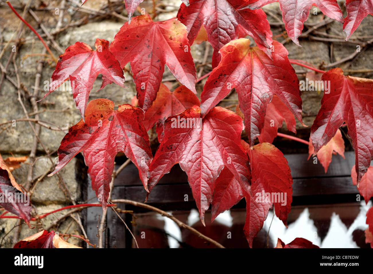 Boston ivy (Parthenocissus tricuspidata) foliage on stone barn wall ...
