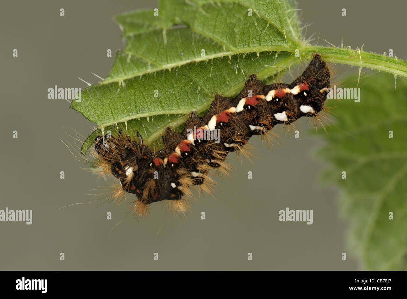 Knot grass moth (Acronicta rumicis) caterpillar on a leaf Stock Photo ...