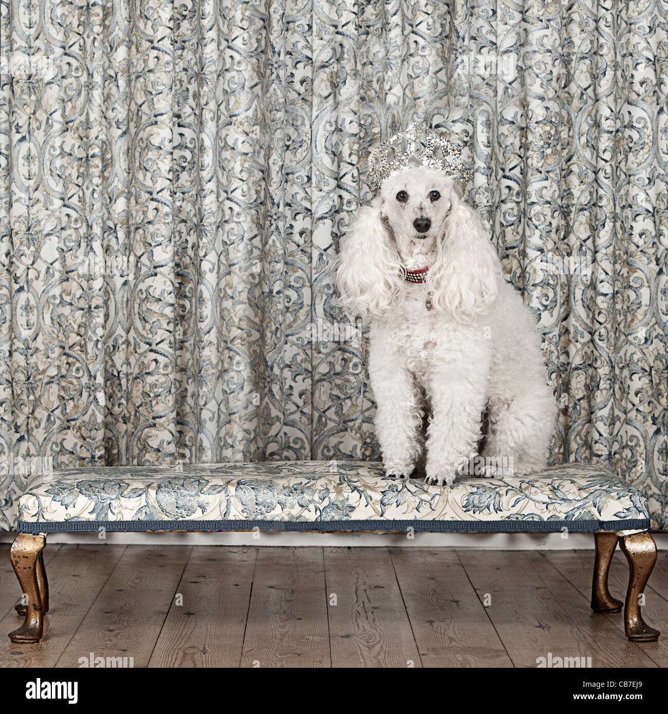 Miniature French Poodle with Tiara Stock Photo - Alamy