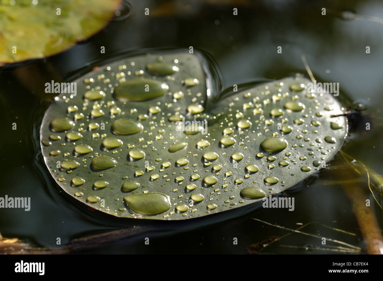 Rain drops on lily pads hi-res stock photography and images - Alamy