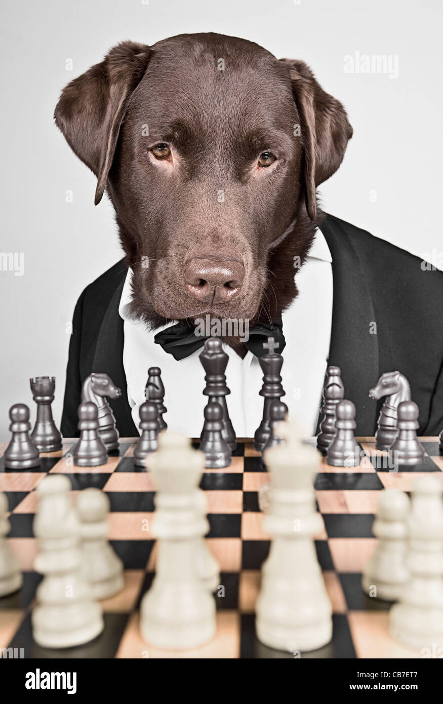 Chocolate Labrador in Tuxedo Playing Chess Stock Photo - Alamy