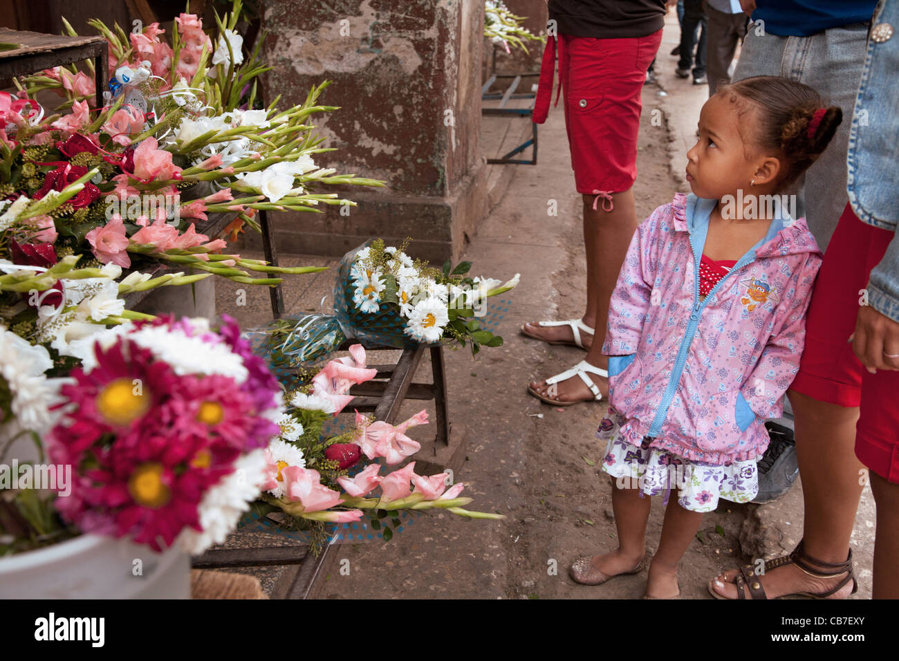 Flora Cuban Flower High Resolution Stock Photography and Images - Alamy
