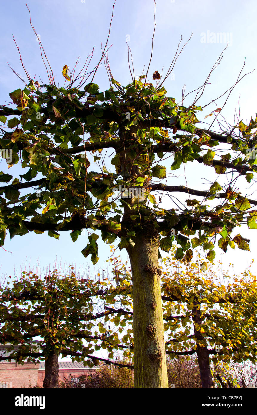 decorative tree in the city park Stock Photo - Alamy