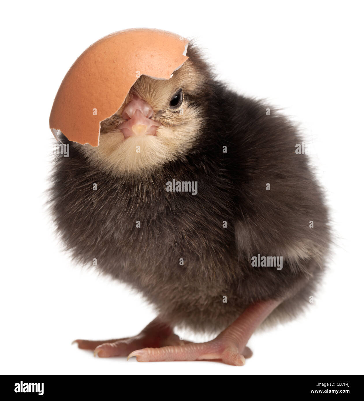 Chick, Gallus gallus, 3 days old, with a piece of its shell on its head ...