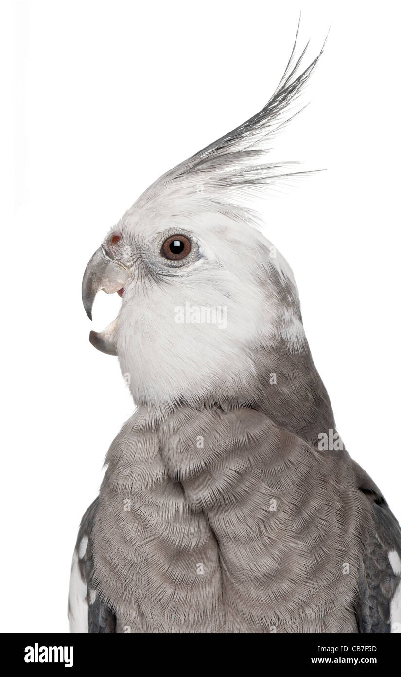 Male Cockatiel also known as the Quarrion and the Weiro, Nymphicus ...