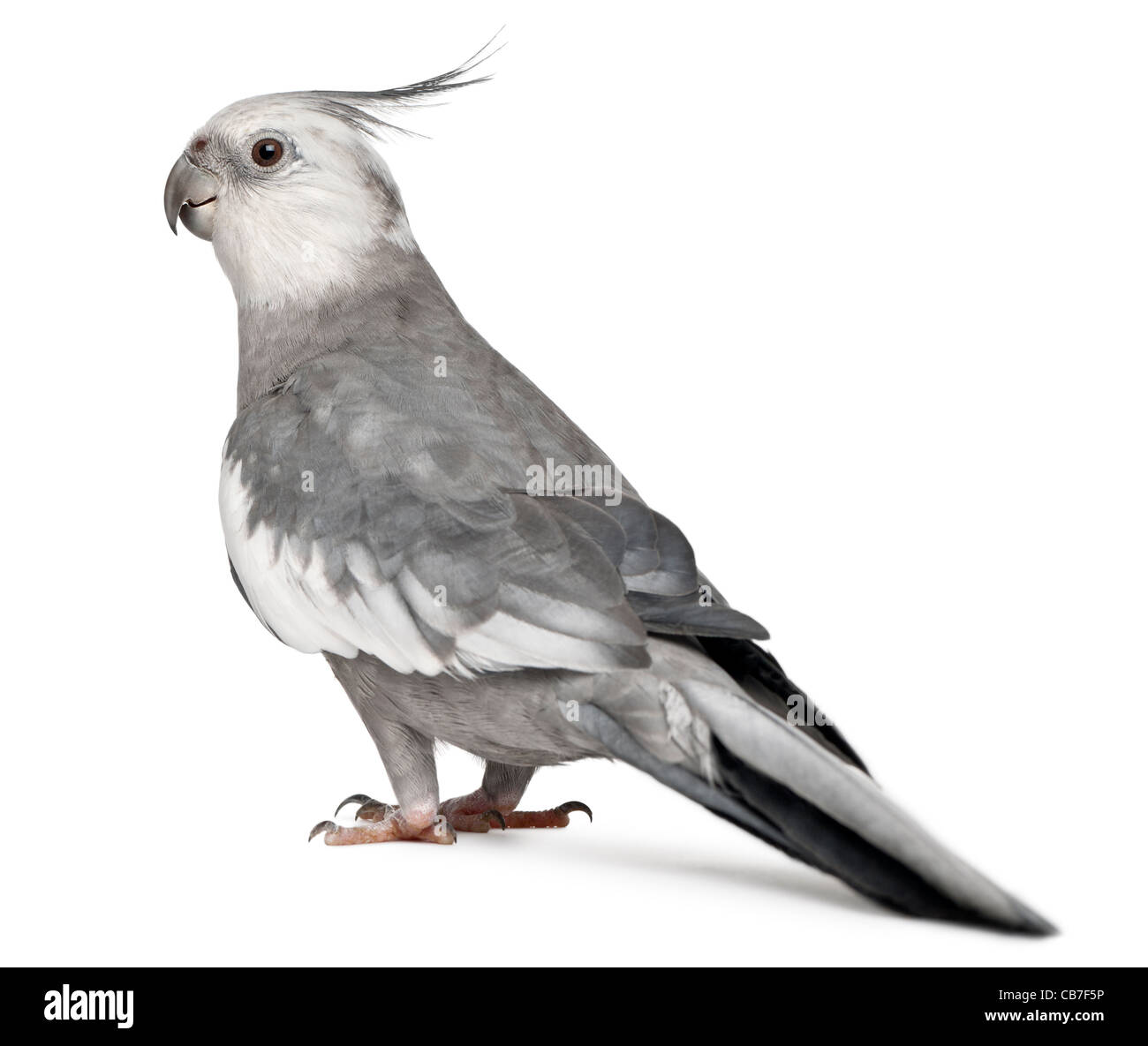 Male Cockatiel, also known as the Quarrion and the Weiro, Nymphicus ...