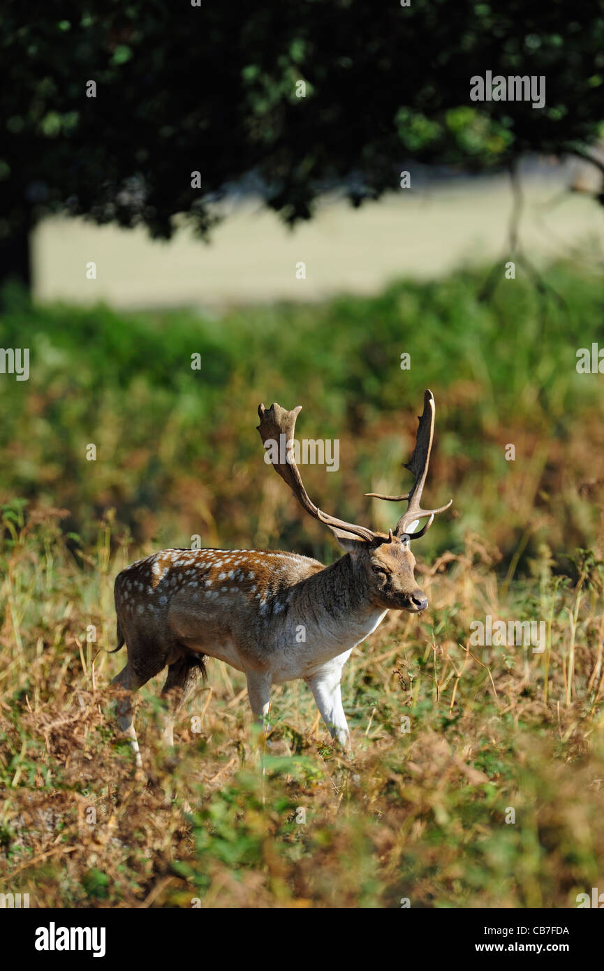 fallow deer in the forest Stock Photo - Alamy