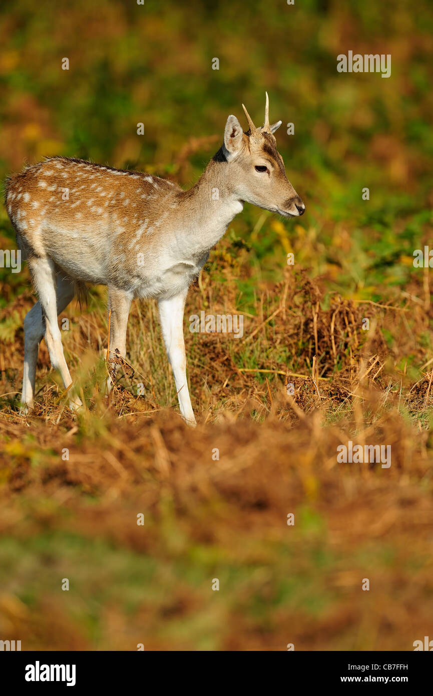 young male fallow deer in ferns Stock Photo - Alamy