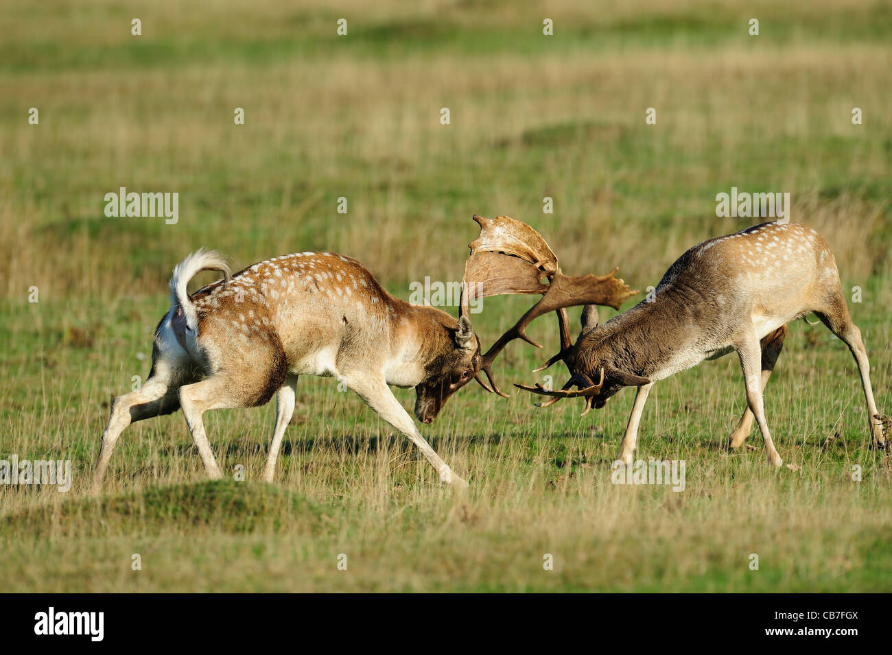 fallow deer males fighting during the rut Stock Photo - Alamy