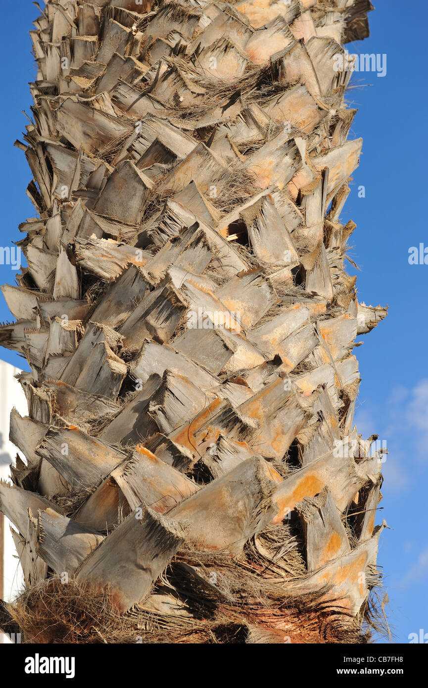 Large palm hi-res stock photography and images - Alamy