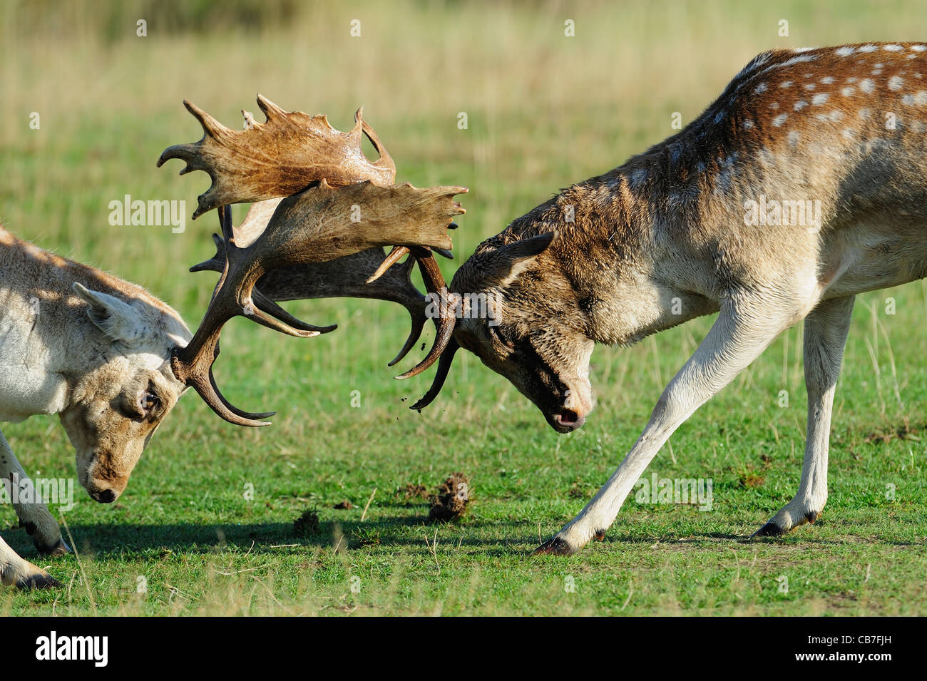 fallow deer fighting during the rut Stock Photo - Alamy