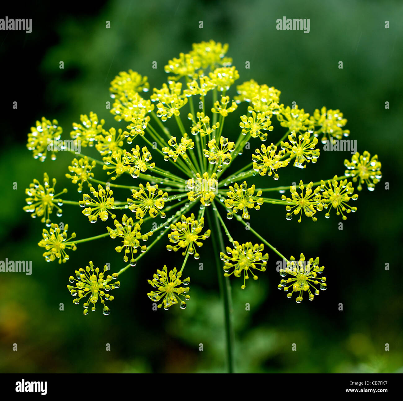 Dill umbel hi-res stock photography and images - Alamy