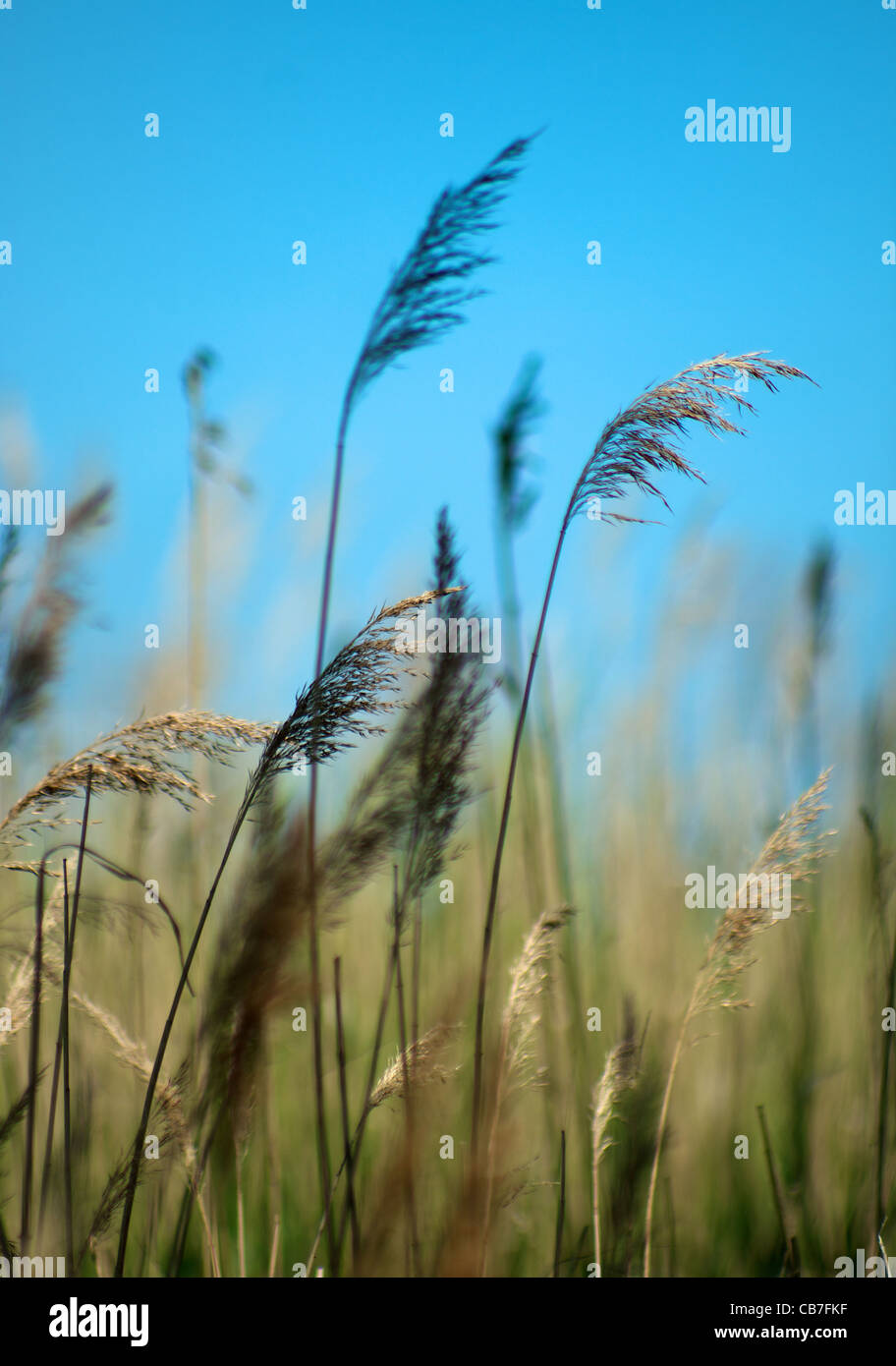 Thatching grass hi-res stock photography and images - Alamy