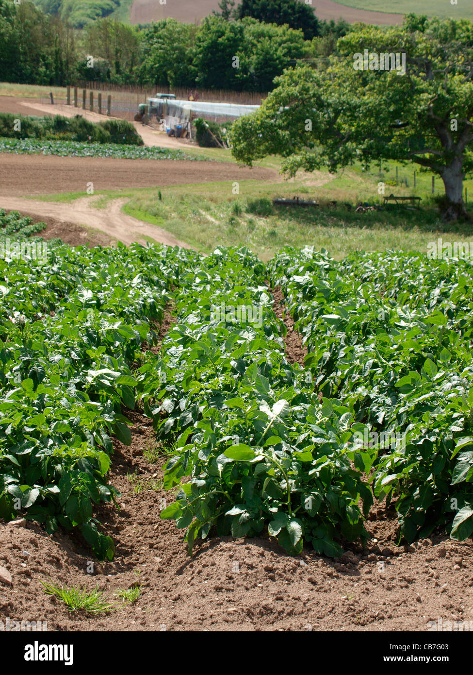 Cornwall potato crop hi-res stock photography and images - Alamy