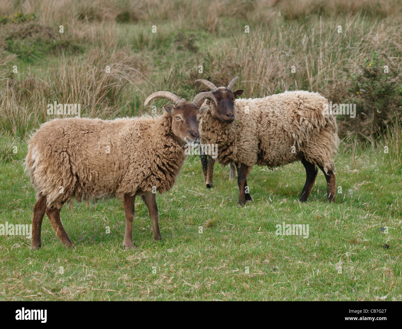 Soay sheep hi-res stock photography and images - Alamy