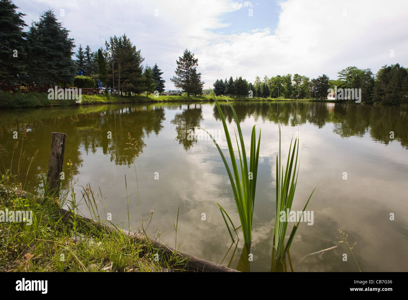 beautiful, calm, environment, flow, forest, fresh, grass, green ...
