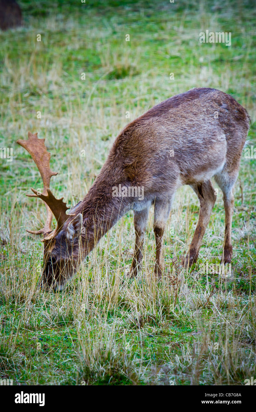 Fallow deer (Dama dama Stock Photo - Alamy