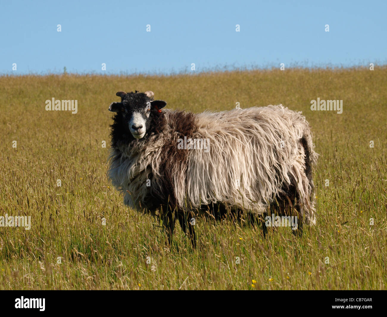 Woolly sheep hi-res stock photography and images - Alamy