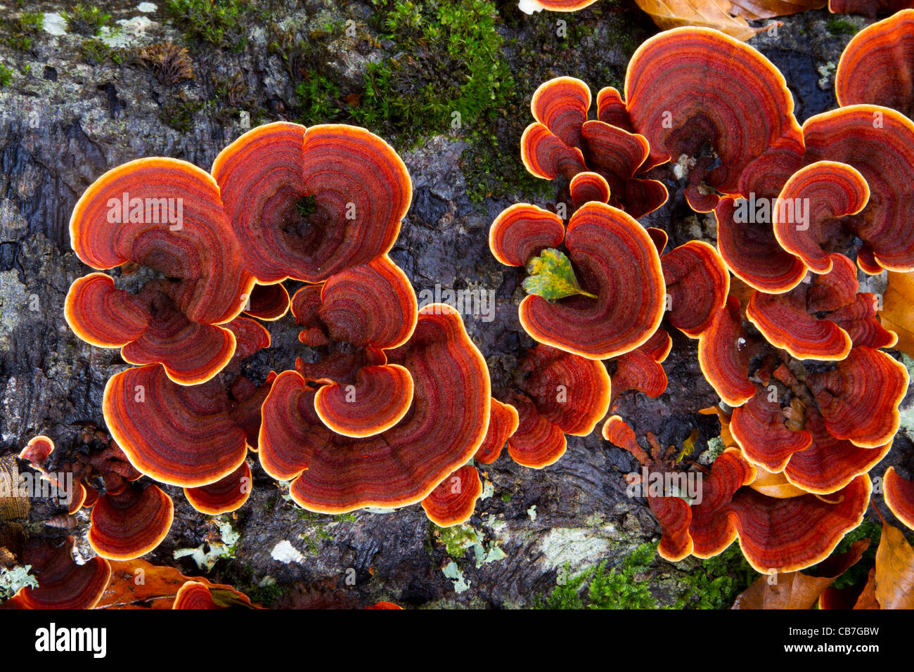 Turkey Tail mushroom (Trametes versicolor Stock Photo - Alamy
