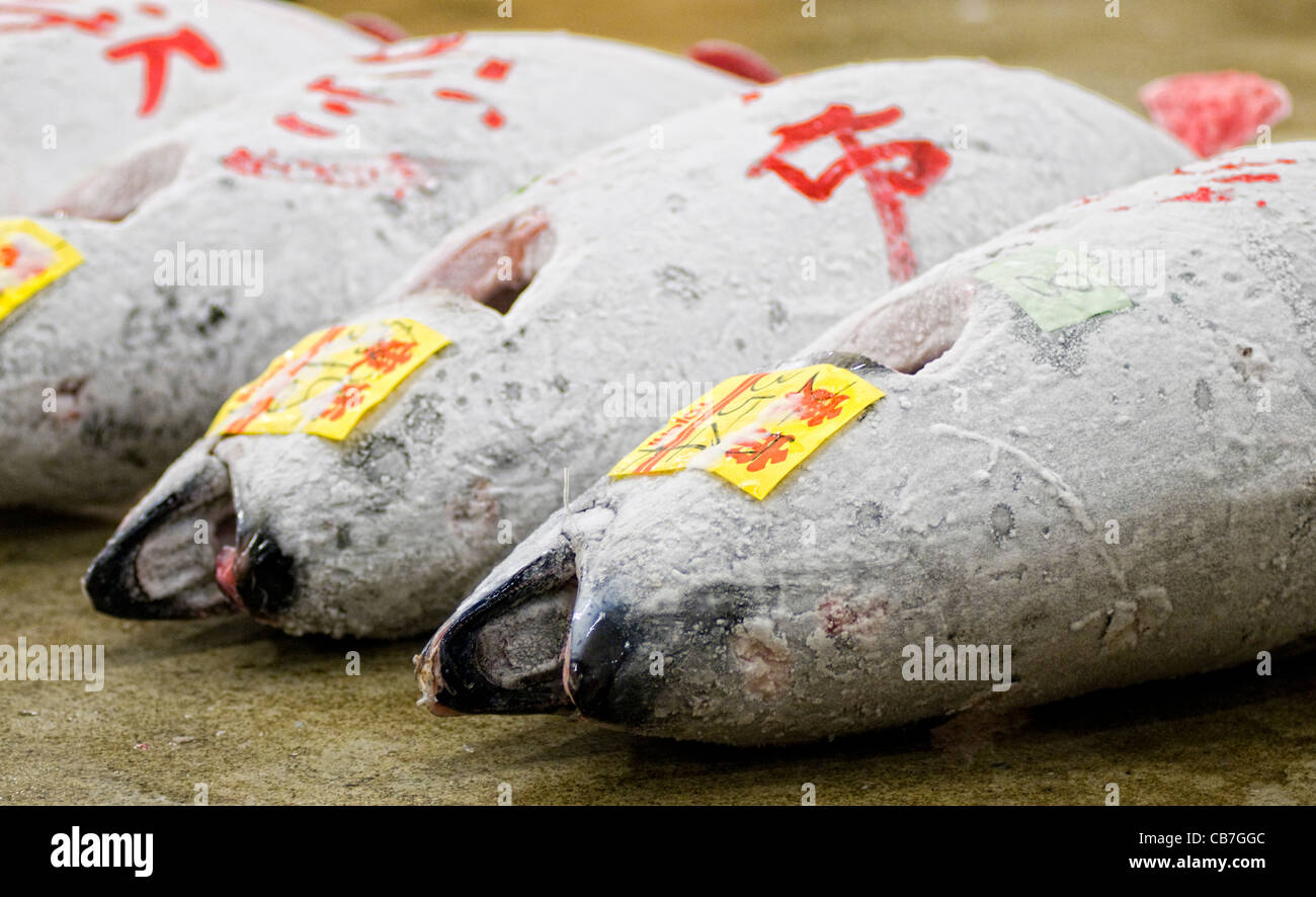 Frozen tuna at the Tsukiji Fish Market Tokyo Japan Stock Photo - Alamy