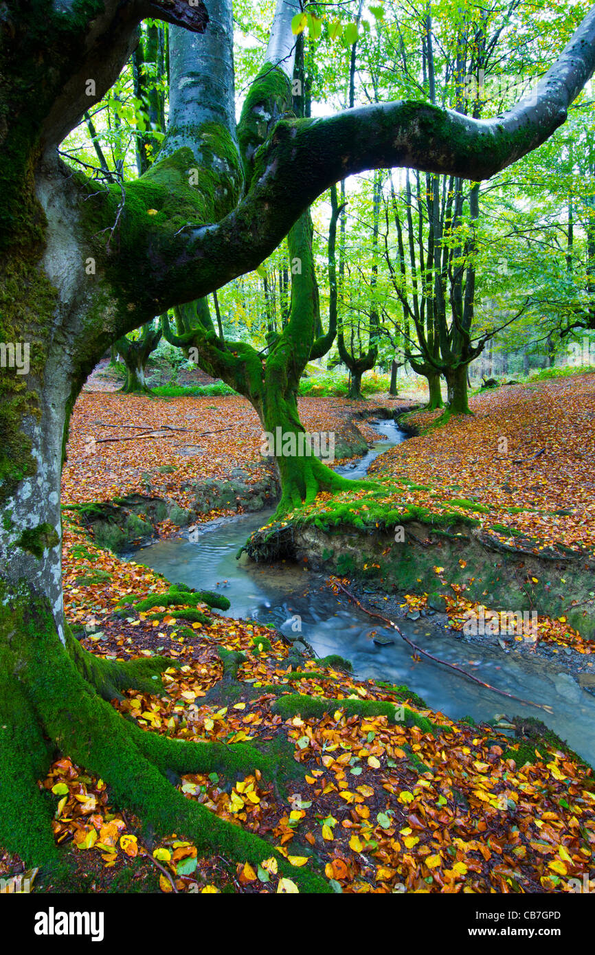 Otzarreta beechwood. Barazar port. Biscay, Basque Country, Spain Stock ...