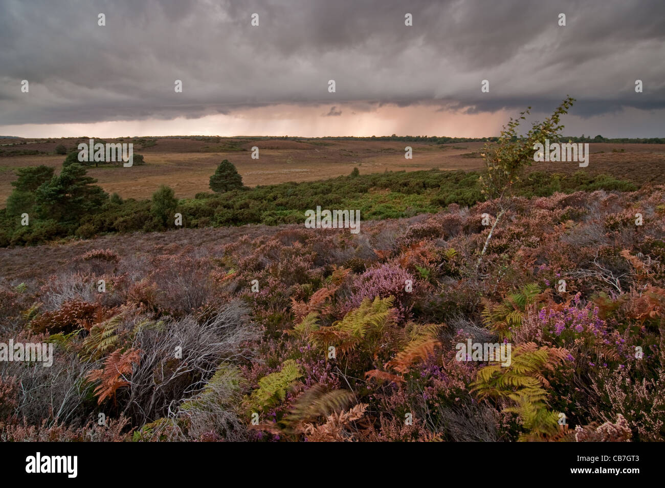 New forest uk autumn hi-res stock photography and images - Alamy