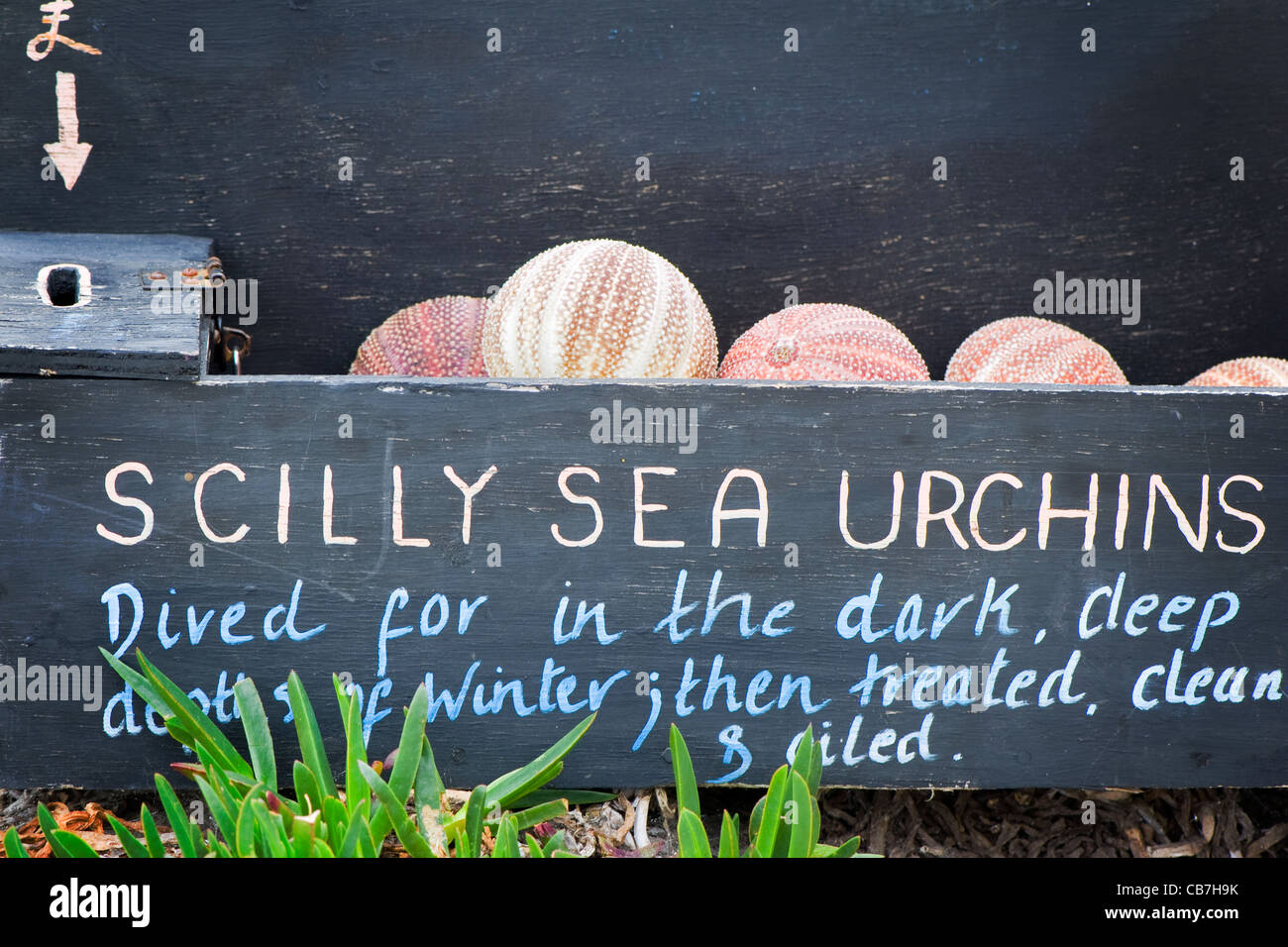 Sea Urchin shells or 'tests' on the Isles of Scilly Stock Photo - Alamy