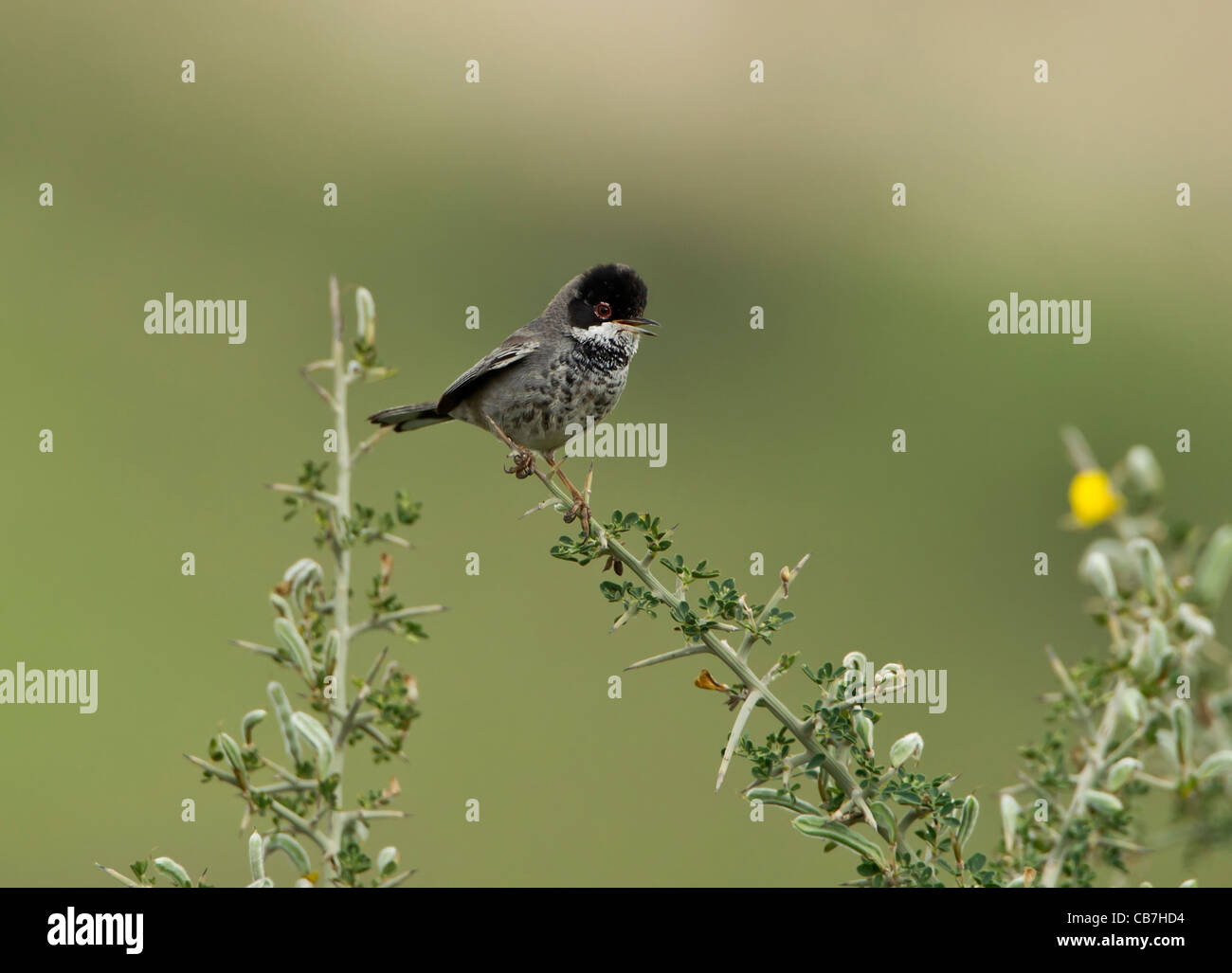 Cyprus Warbler Male Sylvia melanothorax perched Cyprus April Stock ...