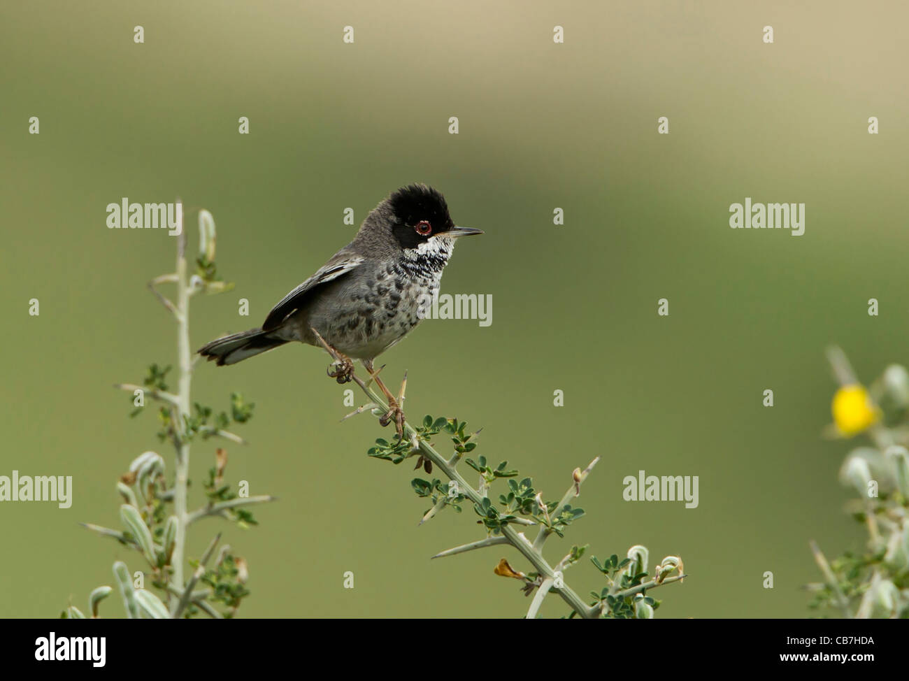 Cyprus warbler sylvia melanothorax male hi-res stock photography and ...