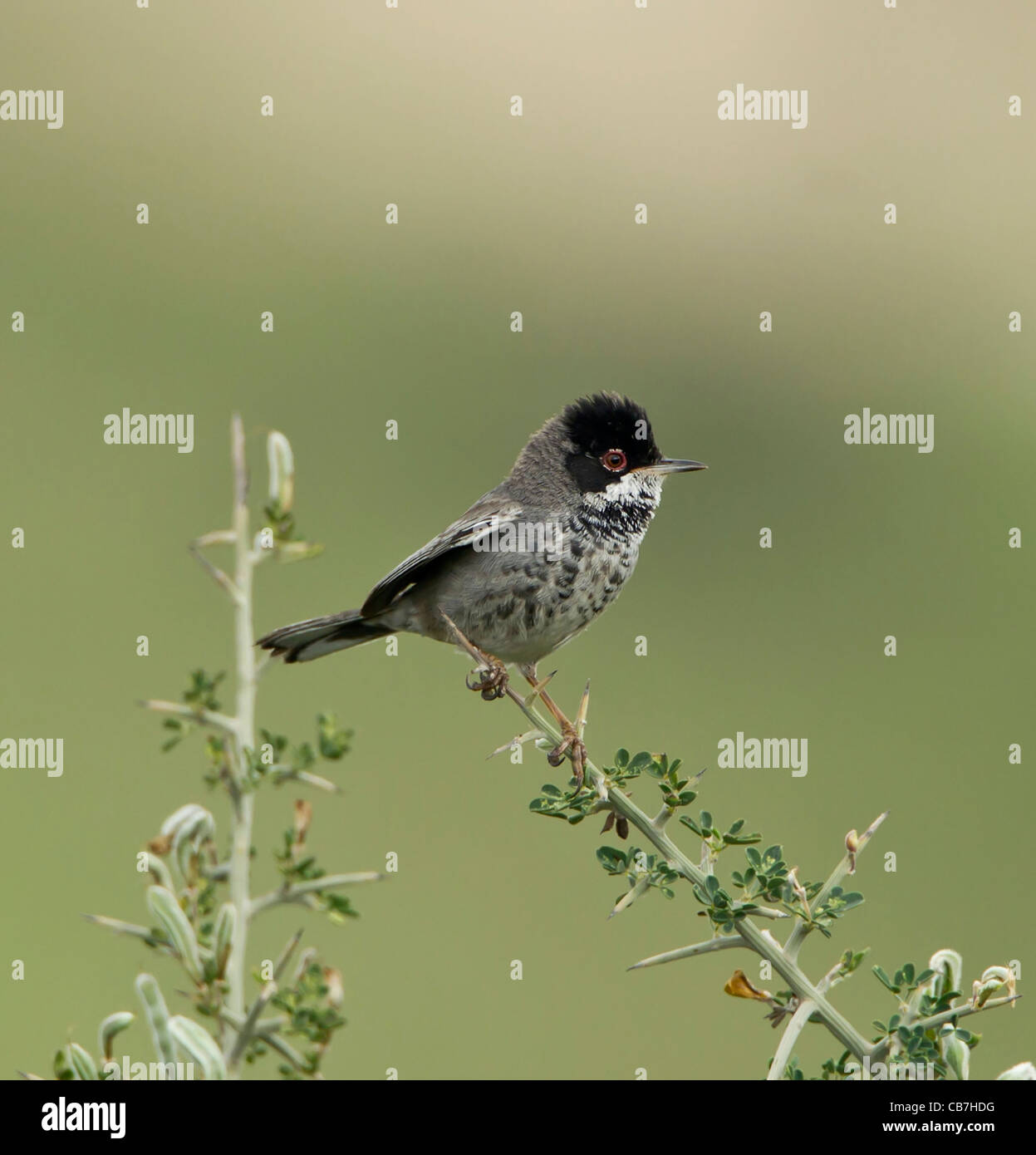 Cyprus warbler sylvia melanothorax male hi-res stock photography and ...