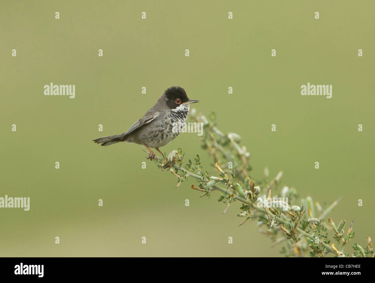 Cyprus Warbler Male Sylvia melanothorax perched Cyprus April Stock ...