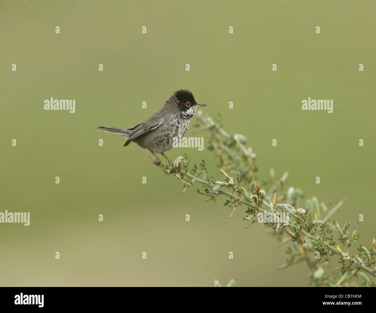 Cyprus Warbler Male Sylvia melanothorax perched Cyprus April Stock ...