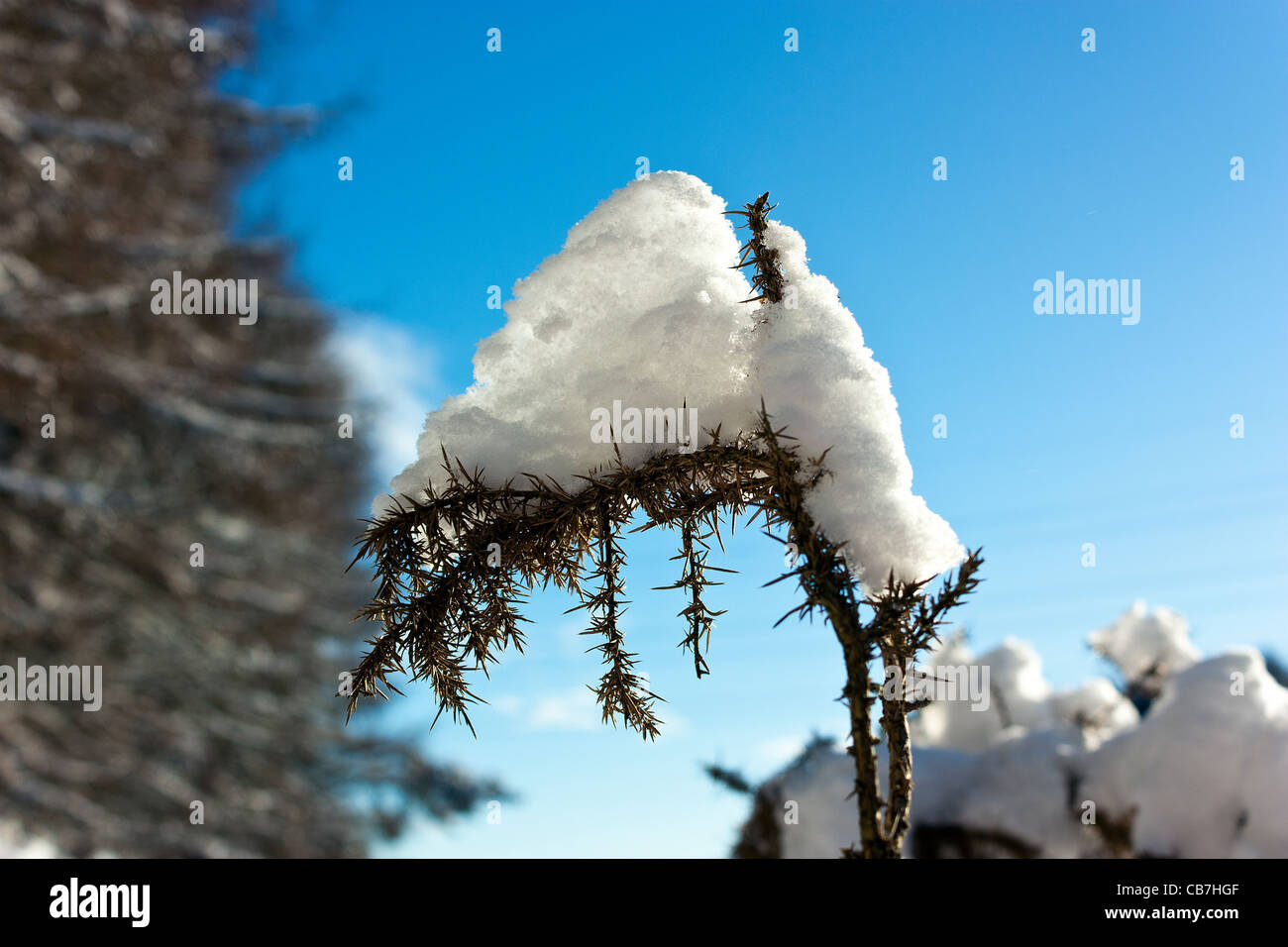 A small shrub struggles to stay upright with the weight of snow on its ...