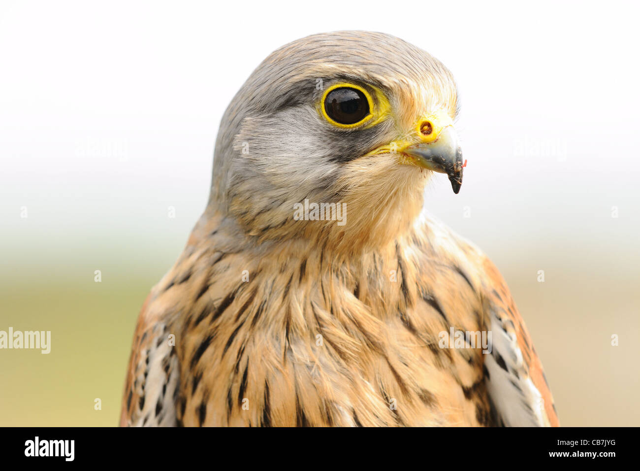 Kestrel side portrait Stock Photo - Alamy