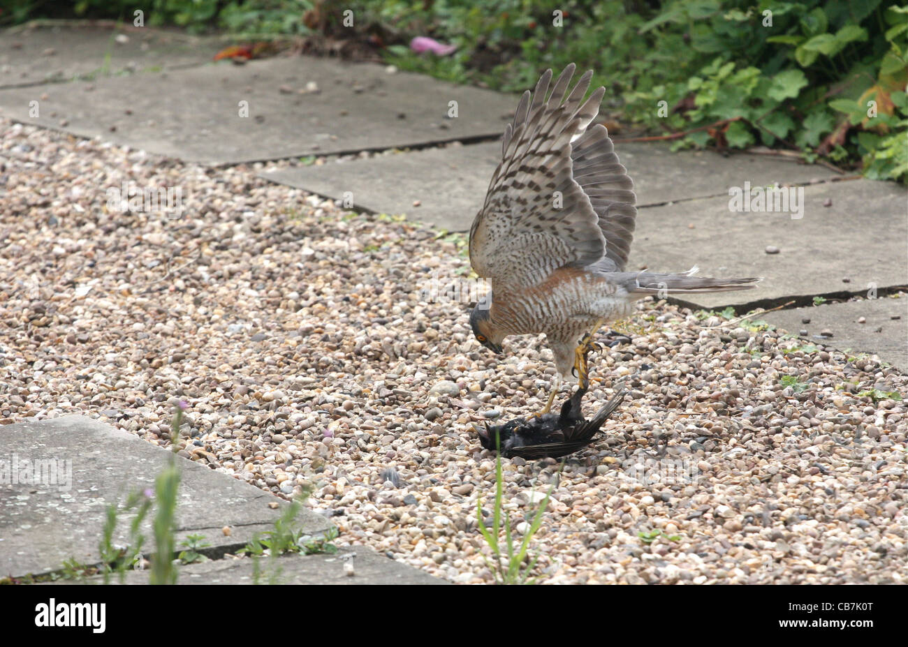 Predator catching prey hi-res stock photography and images - Alamy