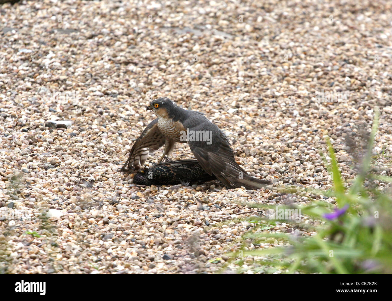 Sparrowhawk male starling hi-res stock photography and images - Alamy