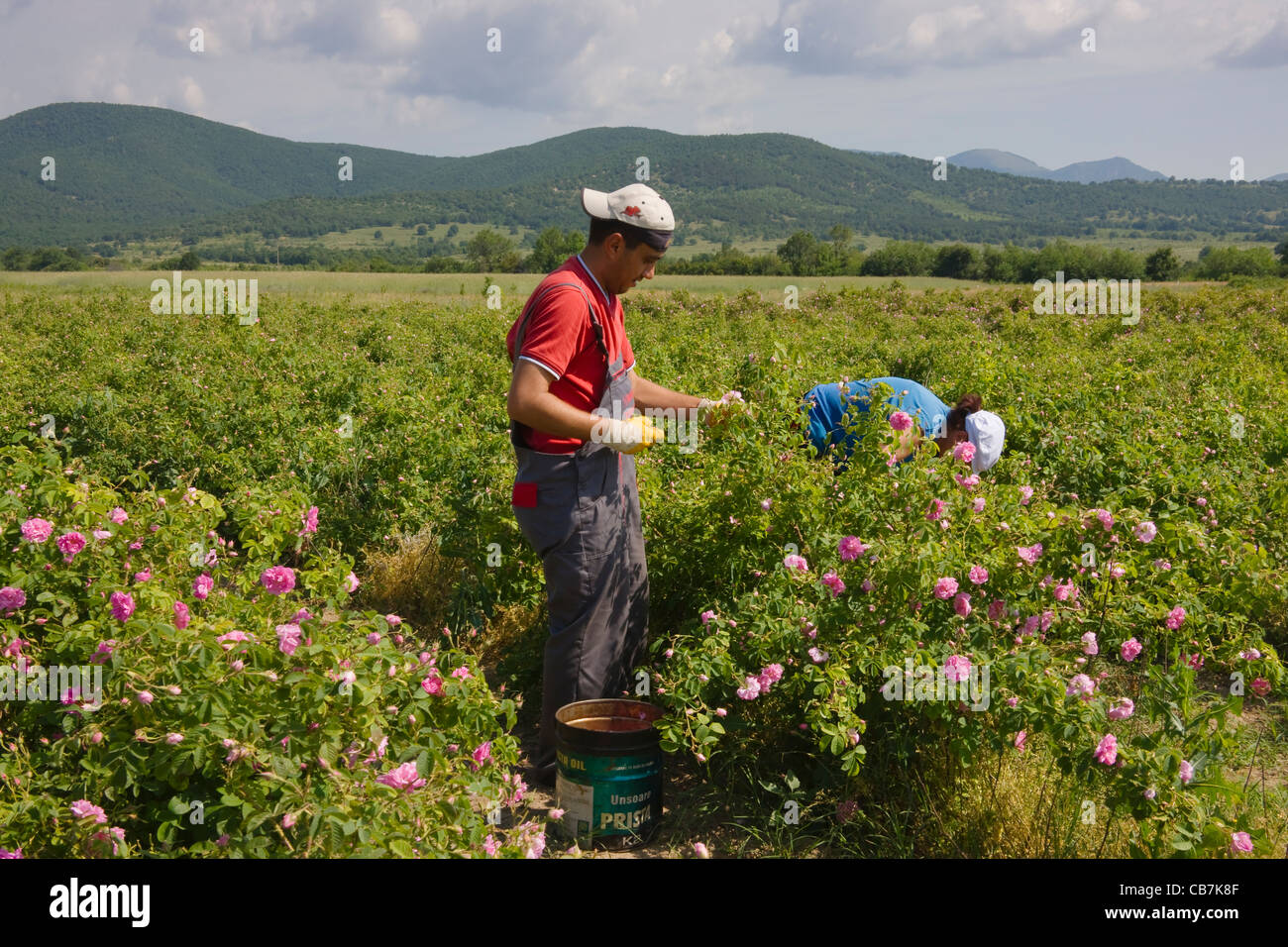Farmers harvesting roses, Rose Valley, Bulgaria Stock Photo - Alamy