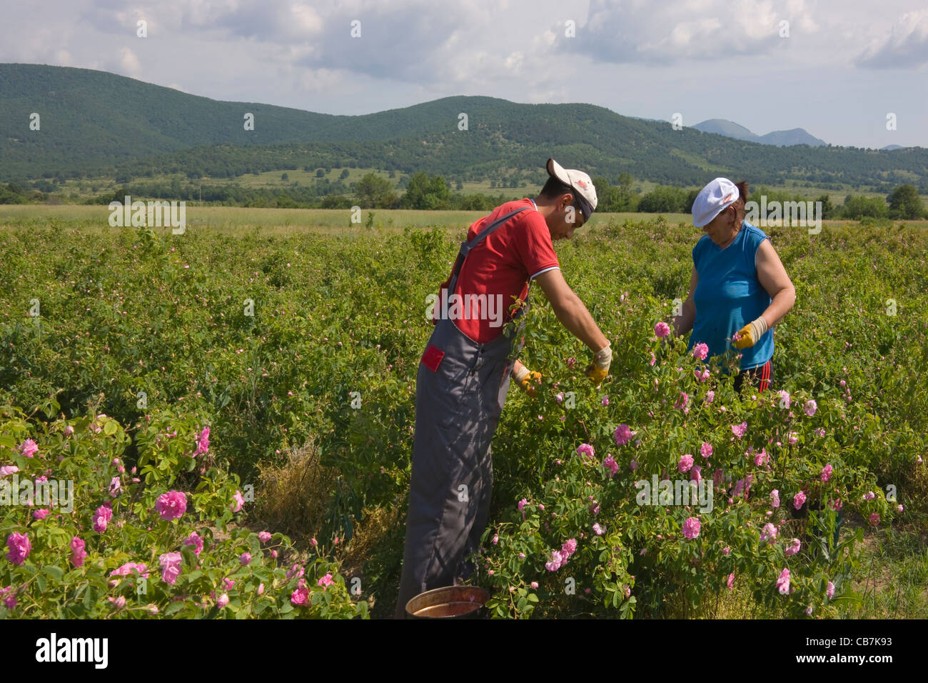 Valley of the roses hi-res stock photography and images - Alamy