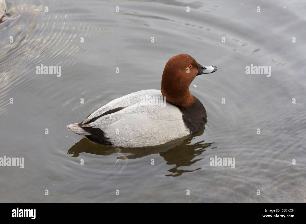 Male bird hi-res stock photography and images - Alamy