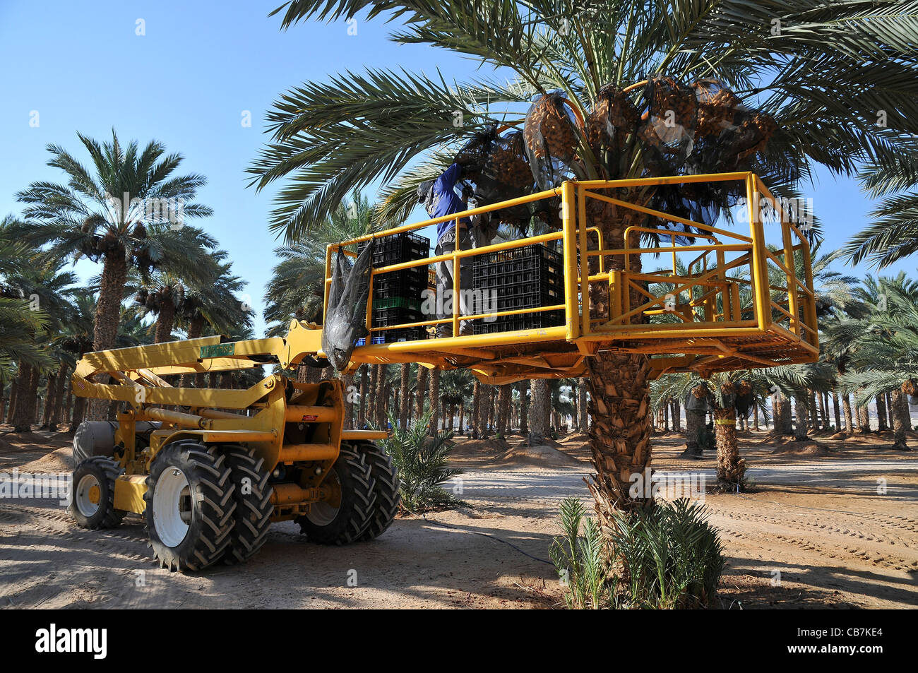 Desert agriculture. Hydraulic platform for picking dates photographed ...