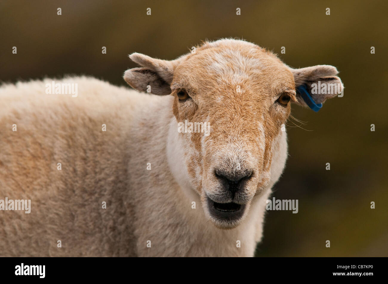 Welsh Mountain Sheep Looking at Camera Stock Photo - Alamy