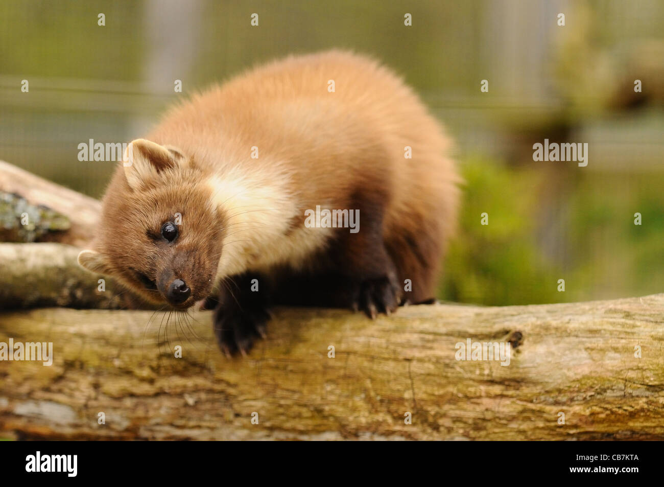 Pine martin hi-res stock photography and images - Alamy