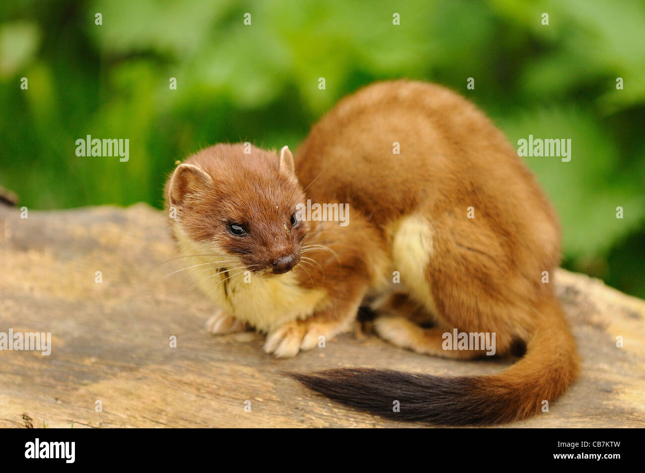 Stoat on a log Stock Photo - Alamy