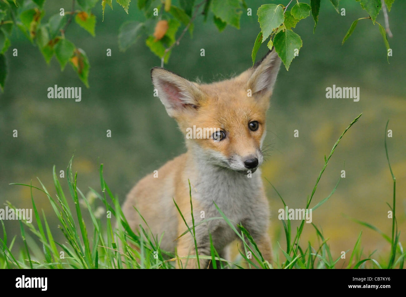 Young fox hi-res stock photography and images - Alamy