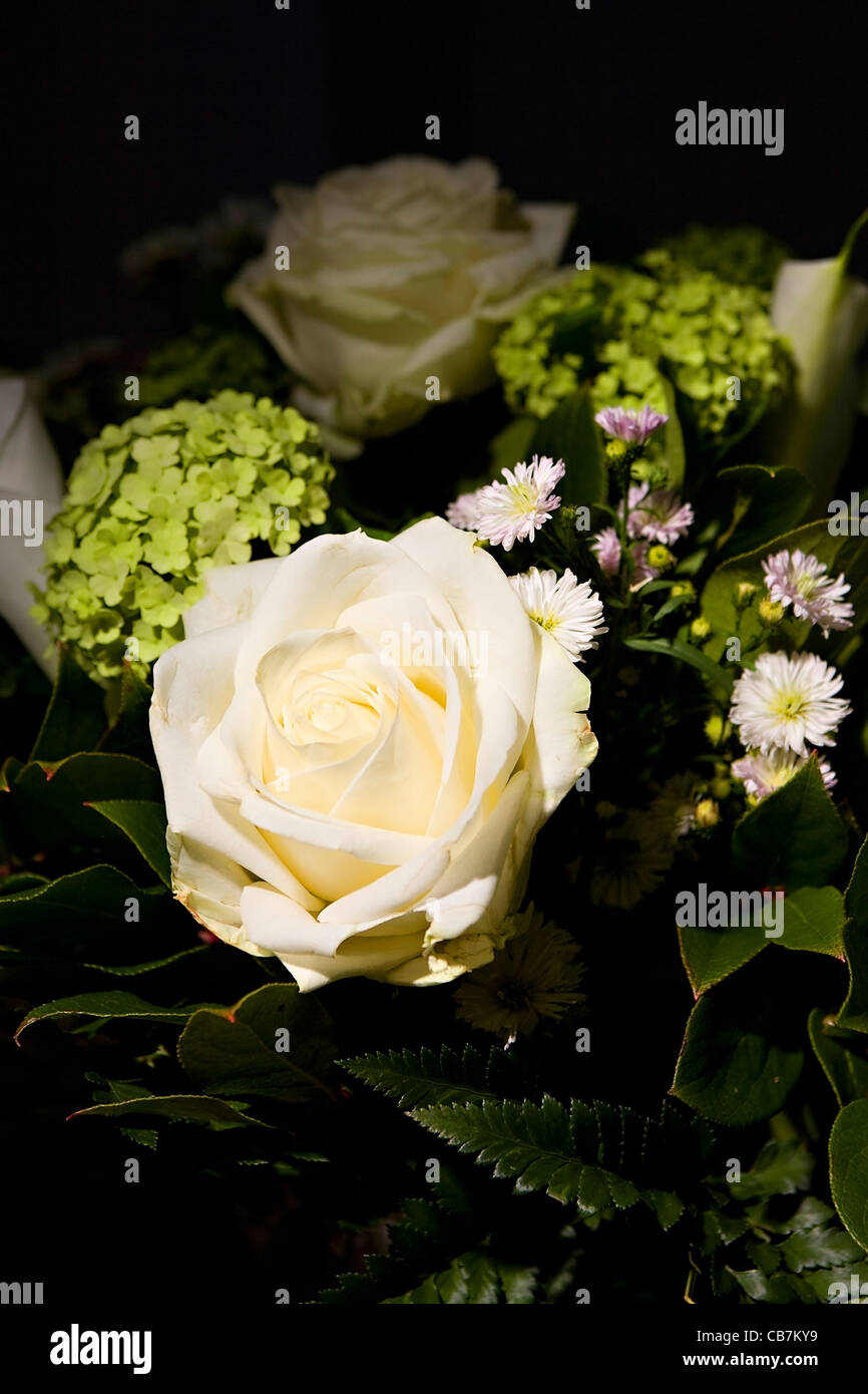 White rose in foreground hi-res stock photography and images - Alamy