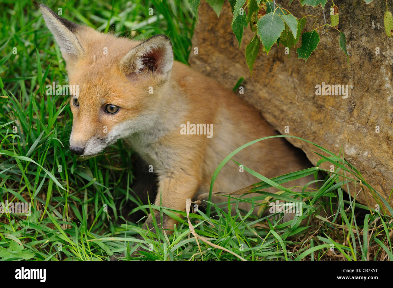 Under A Log High Resolution Stock Photography and Images - Alamy