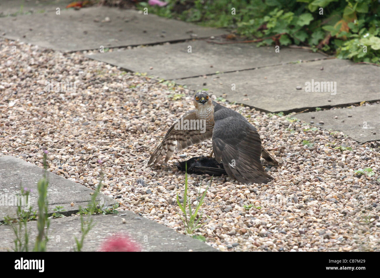 Predator catching prey hi-res stock photography and images - Alamy