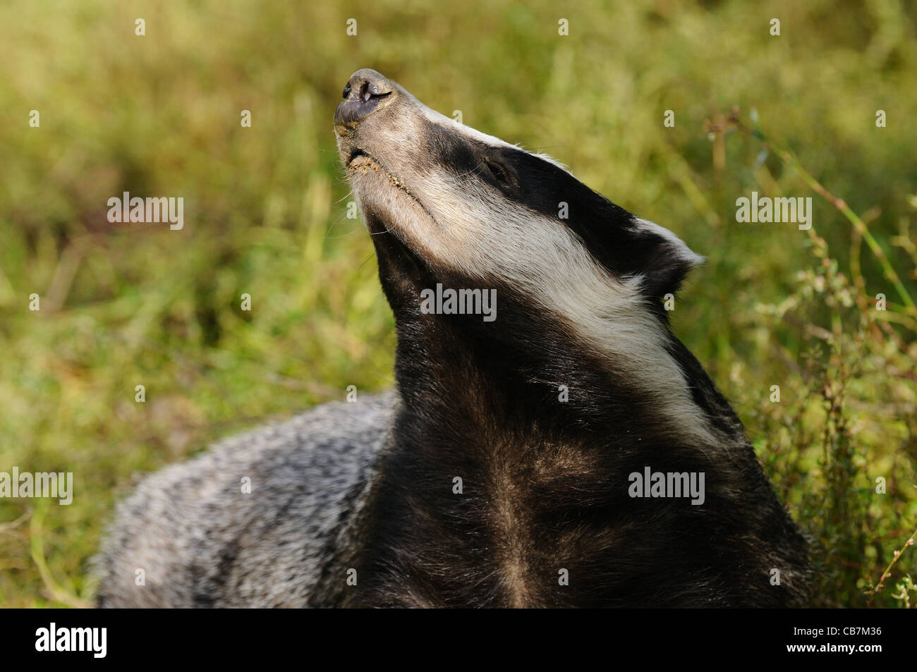 badger sniffing the air Stock Photo - Alamy